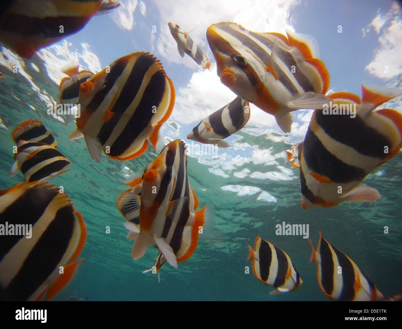 Three-striped butterflyfish (Chaetodon tricinctus) in the lagoon at ...