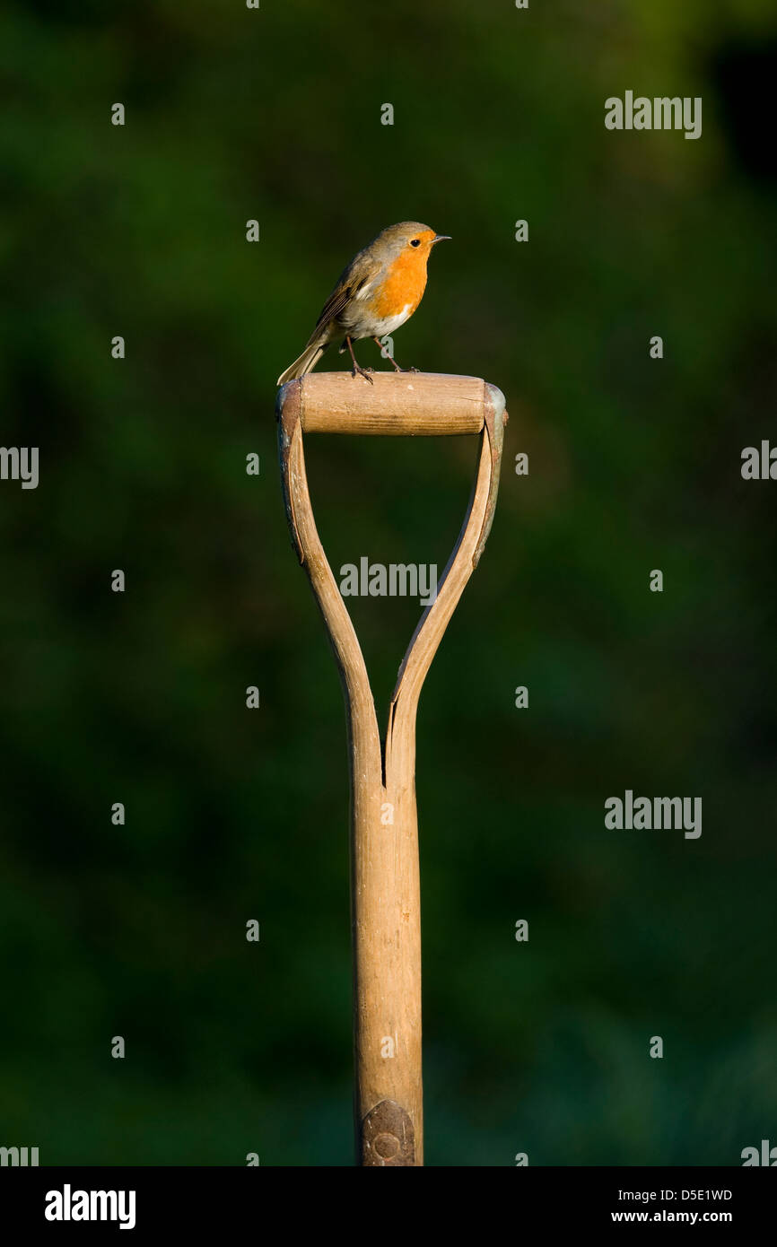 A European Robin standing on a the handle of a garden spade (Erithacus ...