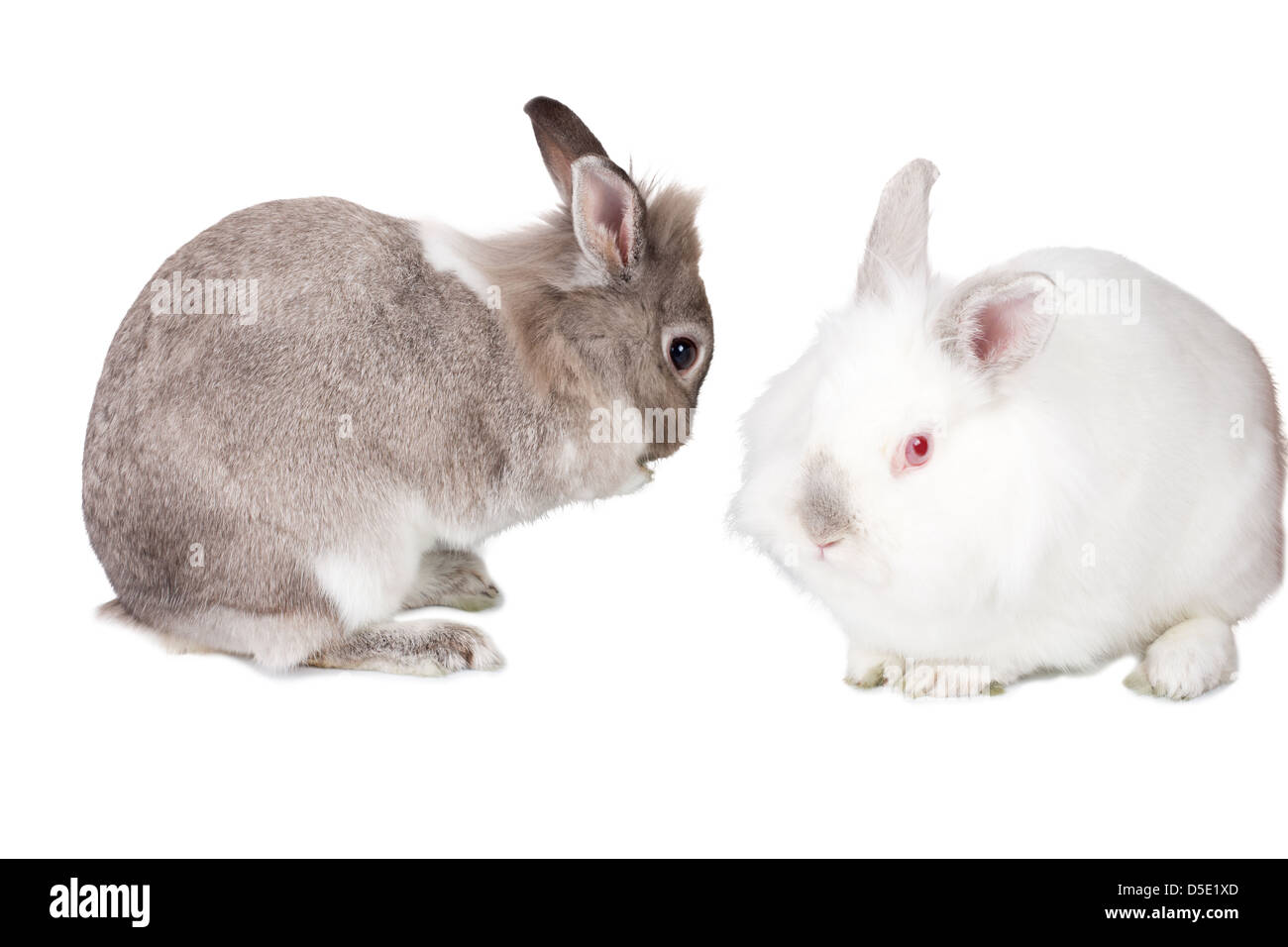 Two pretty little bunny rabbits symbolic of Easter celebrations ...