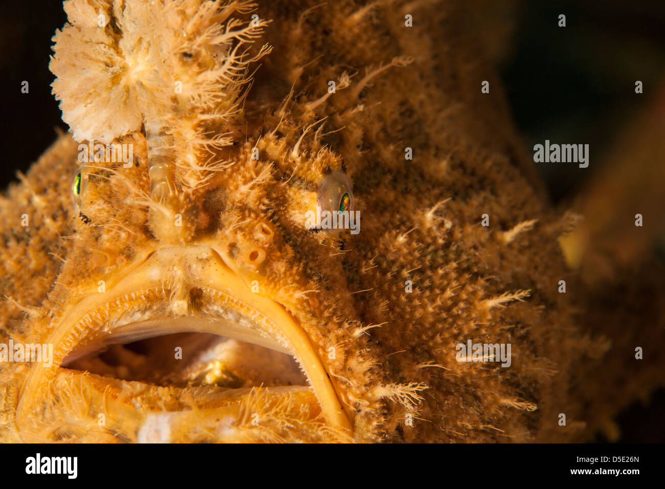 Hispid Frogfish (Antennarius hispidus) at Secret Bay in Bali, Indonesia ...