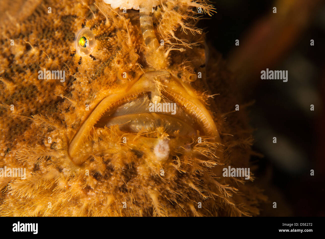 Hispid Frogfish (Antennarius hispidus) at Secret Bay in Bali, Indonesia ...