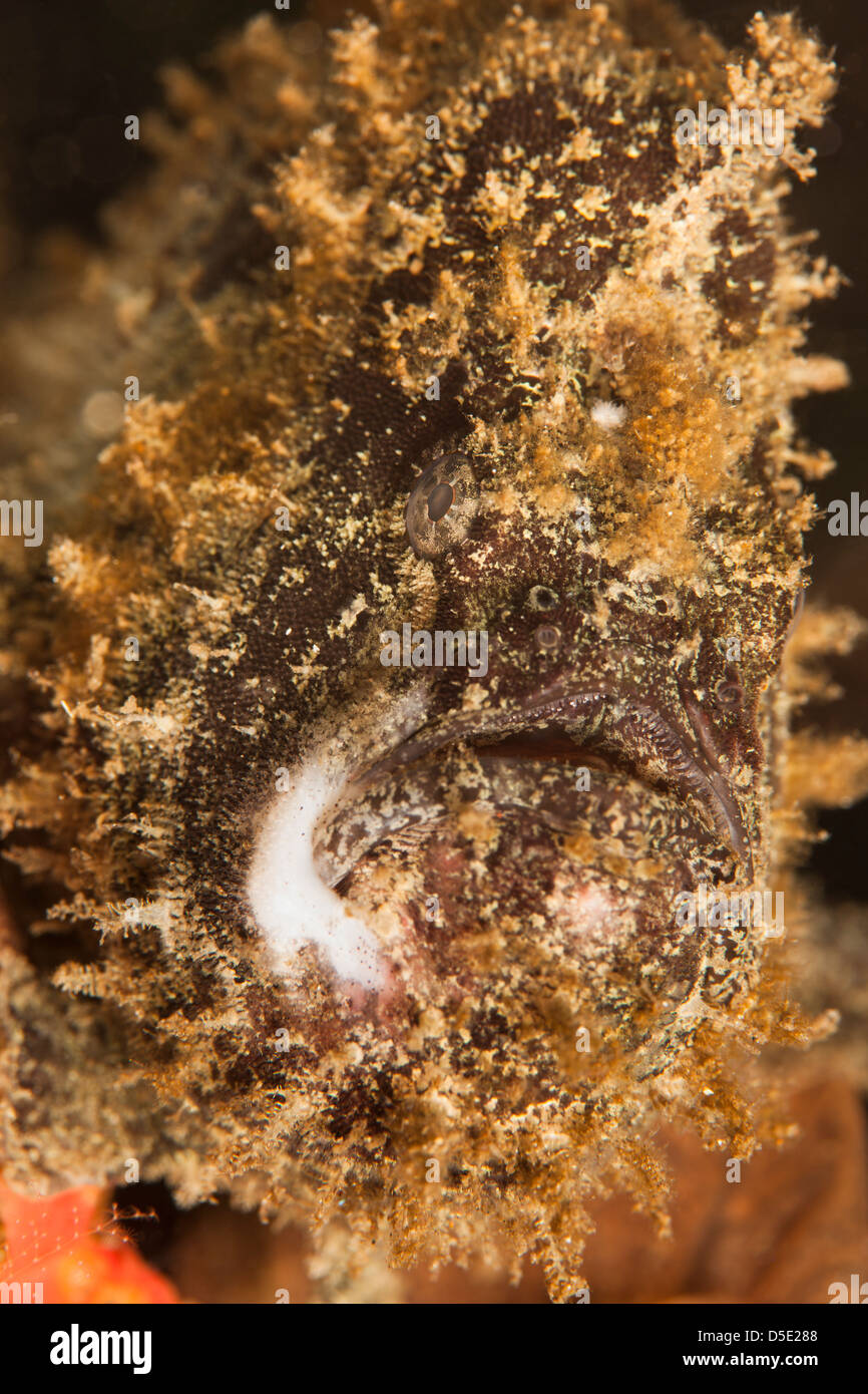 Hispid Frogfish (Antennarius hispidus) at Secret Bay in Bali, Indonesia ...
