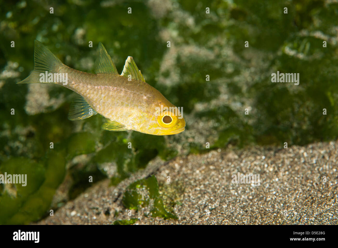Frostfin cardinalfish hi-res stock photography and images - Alamy
