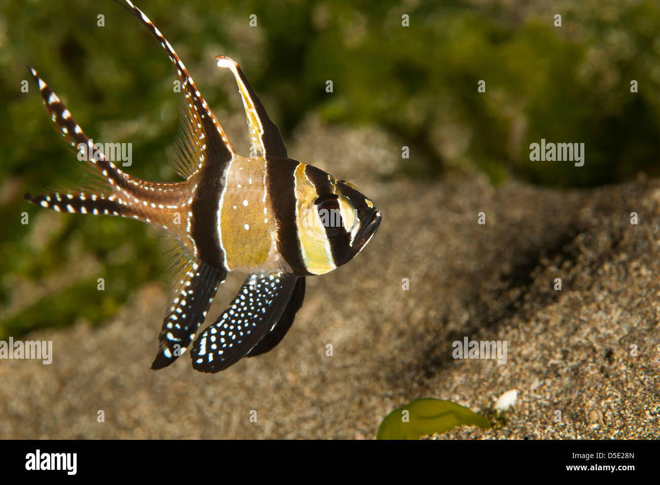 Banggai cardinalfish hi-res stock photography and images - Alamy