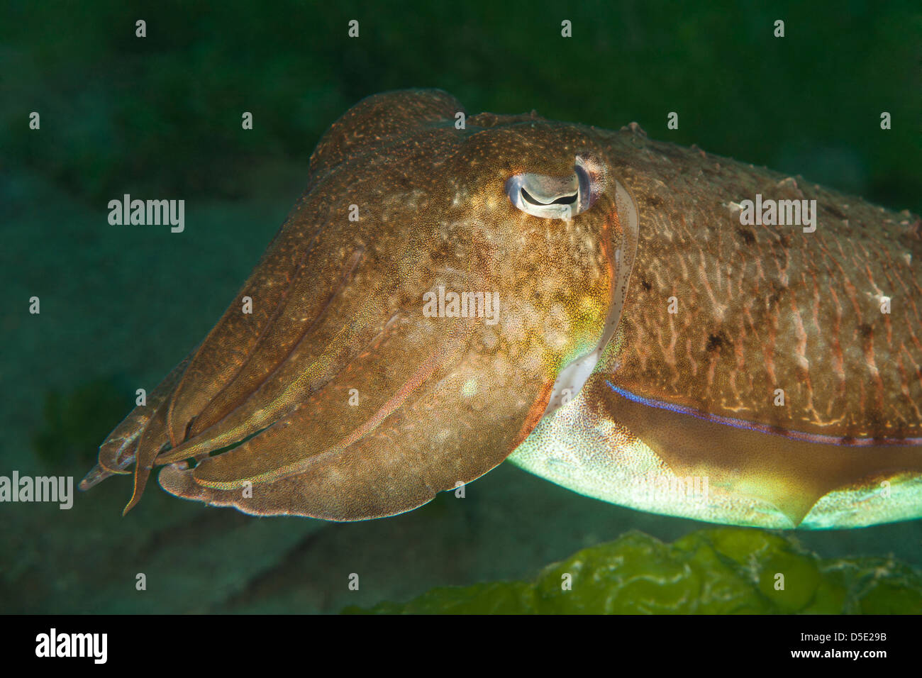 Broadclub Cuttlefish (Sepia latimanus) at Secret Bay, Bali, Indonesia ...