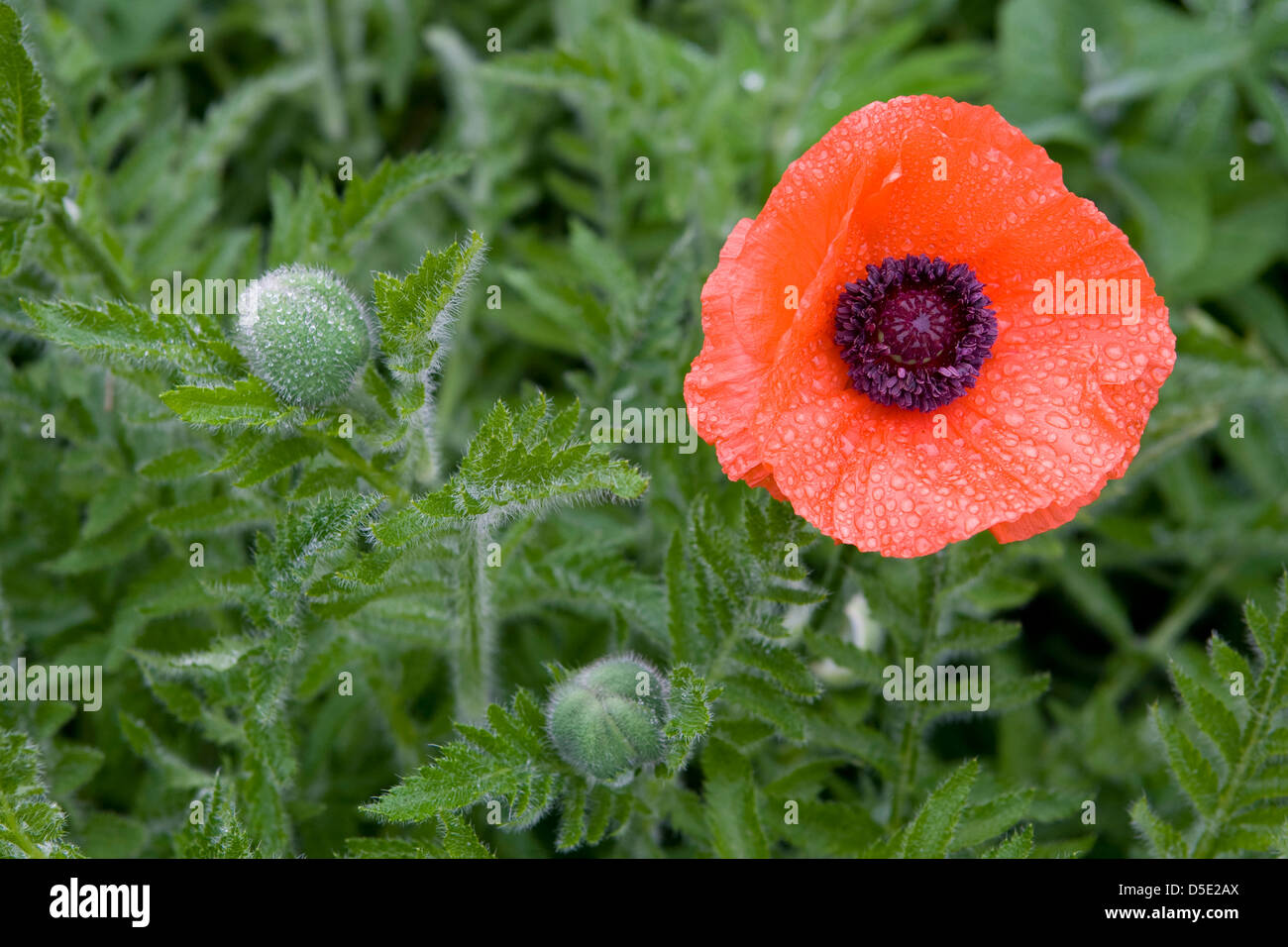 Common poppy hi-res stock photography and images - Alamy