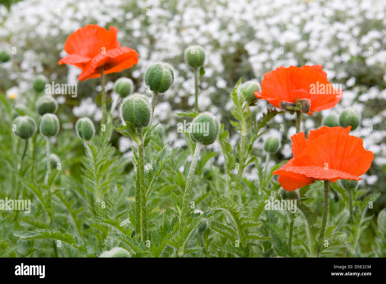 Common Poppy or Red Poppies (Papaver rhoeas Stock Photo - Alamy