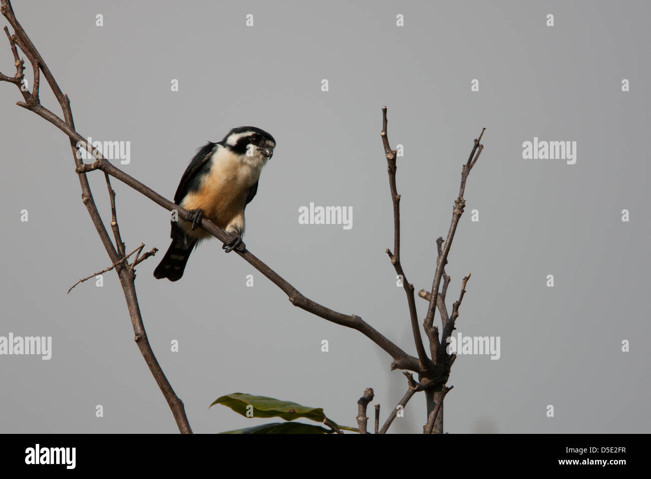Microhierax hi-res stock photography and images - Alamy