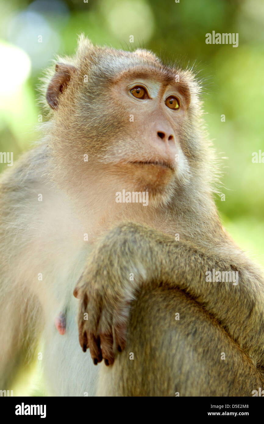 A male Long-tailed Macaque monkey (Macaca fascicularis Stock Photo - Alamy