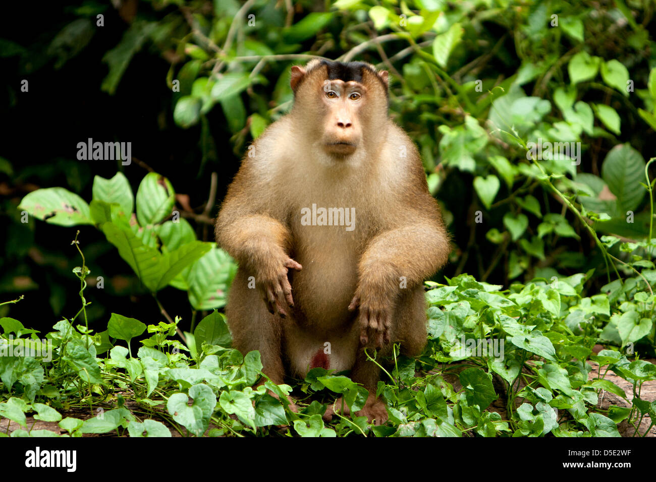 A male Long-tailed Macaque monkey (Macaca fascicularis Stock Photo - Alamy