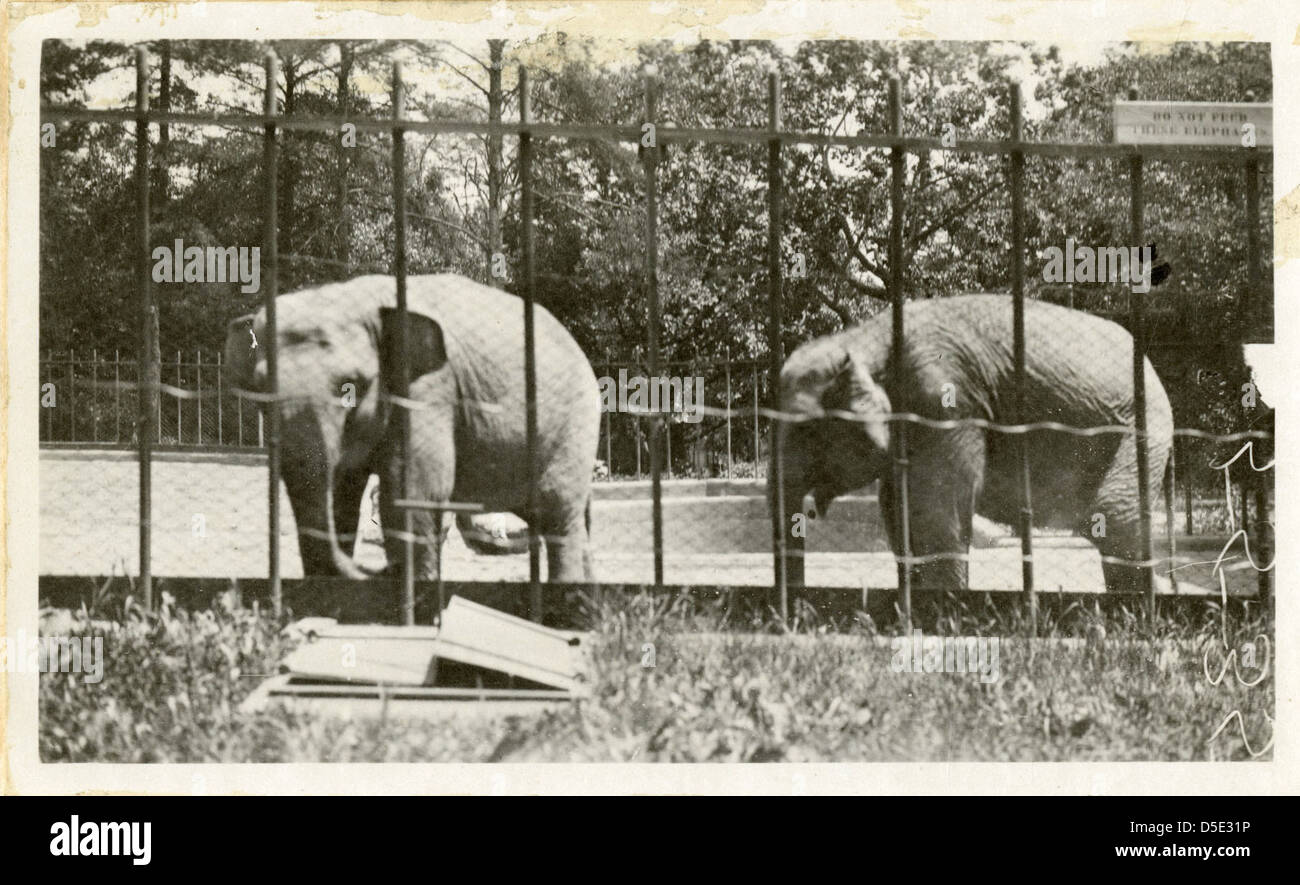 A photograph showing elephants at the National Zoological Park in ...