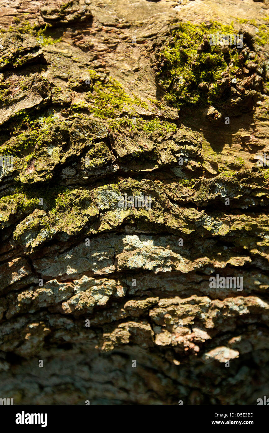 Green tree texture Stock Photo - Alamy