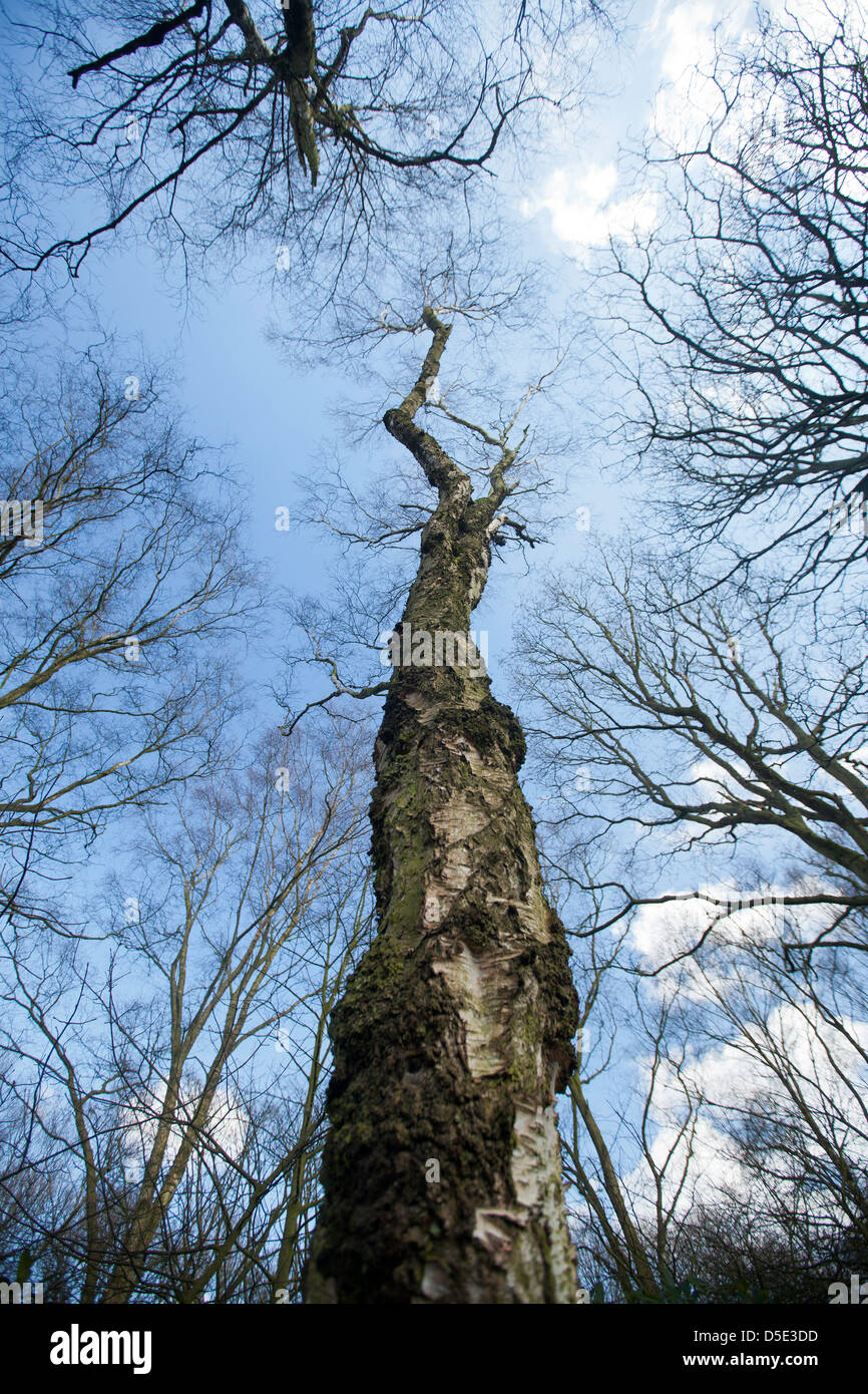 Green tree reaches up to the sky with wide-angle lens close-up Stock ...