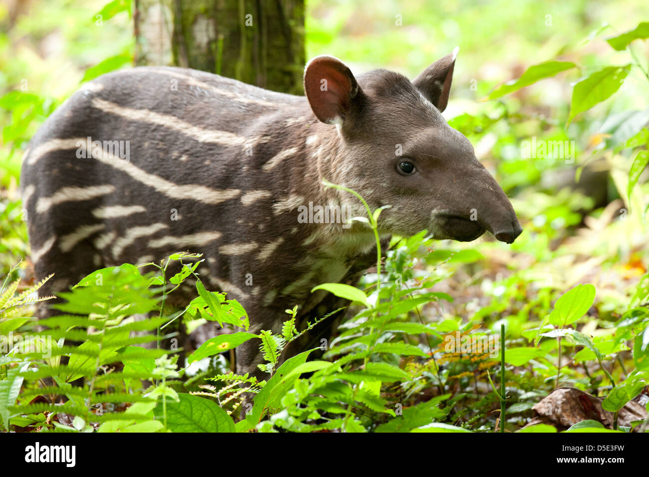 Tapir Rainforest