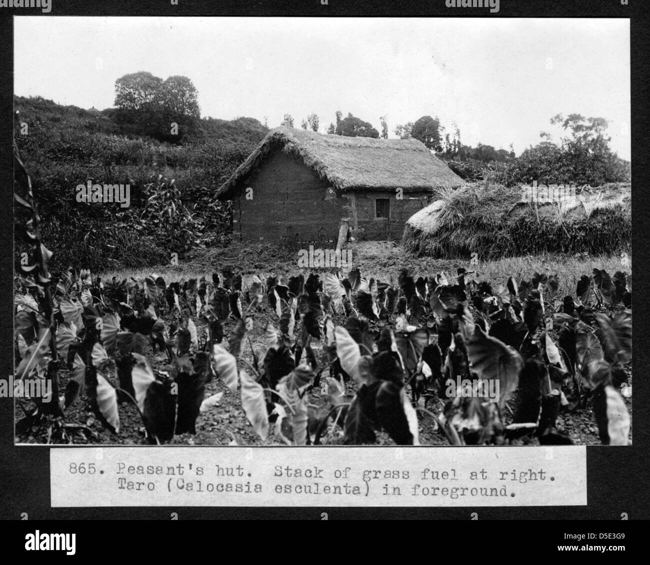 This photograph showcases a traditional peasant's hut surrounded by a ...