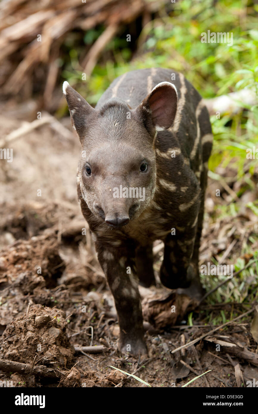 A juvenile South American tapir (Tapirus terrestris) in the Ecuadorian ...