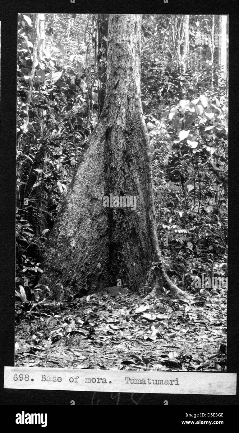 A photograph of the base of a Mora tree, captured for the Smithsonian ...