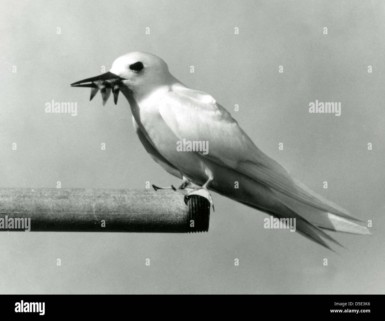 A photo of a Fairy Tern bird, taken in the Pacific Ocean between 1961 ...