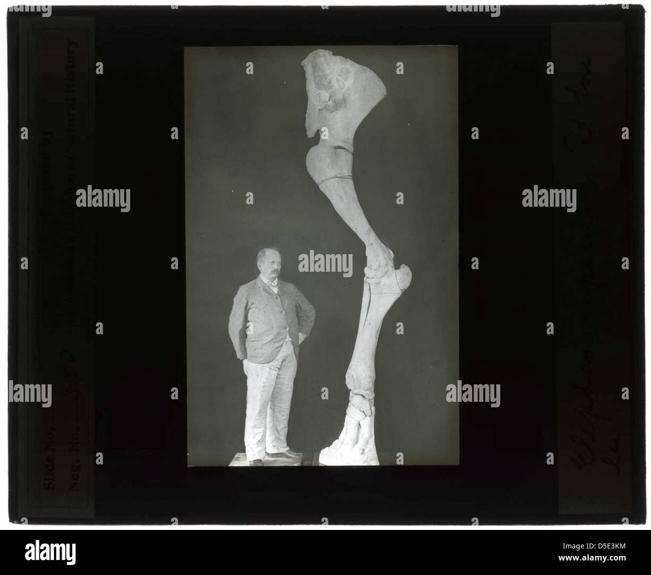 A display of the right foreleg of the Elephas imperator, an extinct ...
