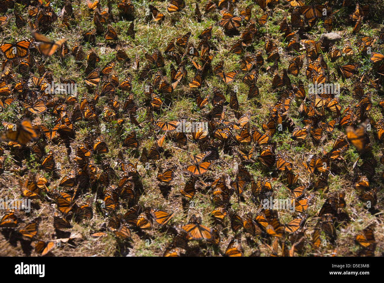 Monarch butterflies michoacan mexico hi-res stock photography and ...
