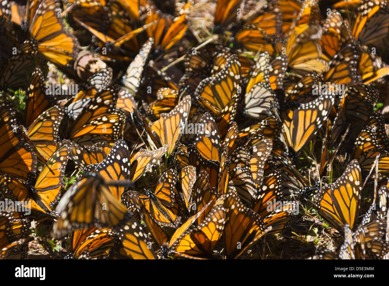 Monarch butterflies, Michoacan, Mexico Stock Photo - Alamy