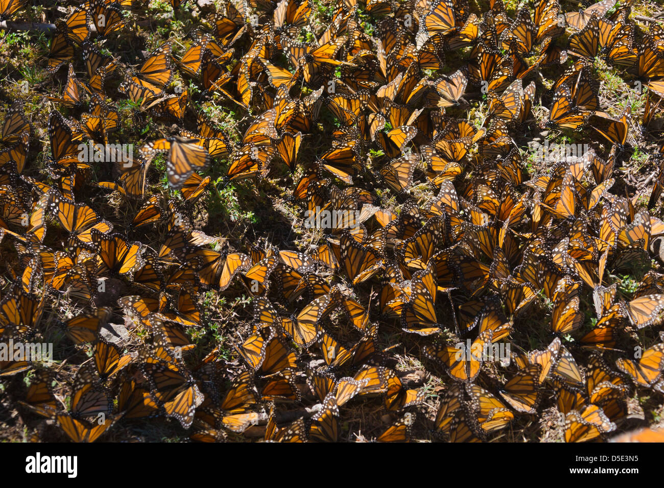 Monarch butterflies, Michoacan, Mexico Stock Photo - Alamy