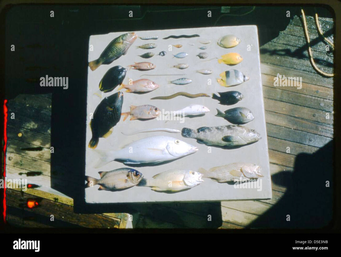 This image shows a portion of the fish collected by Waldo Schmitt ...