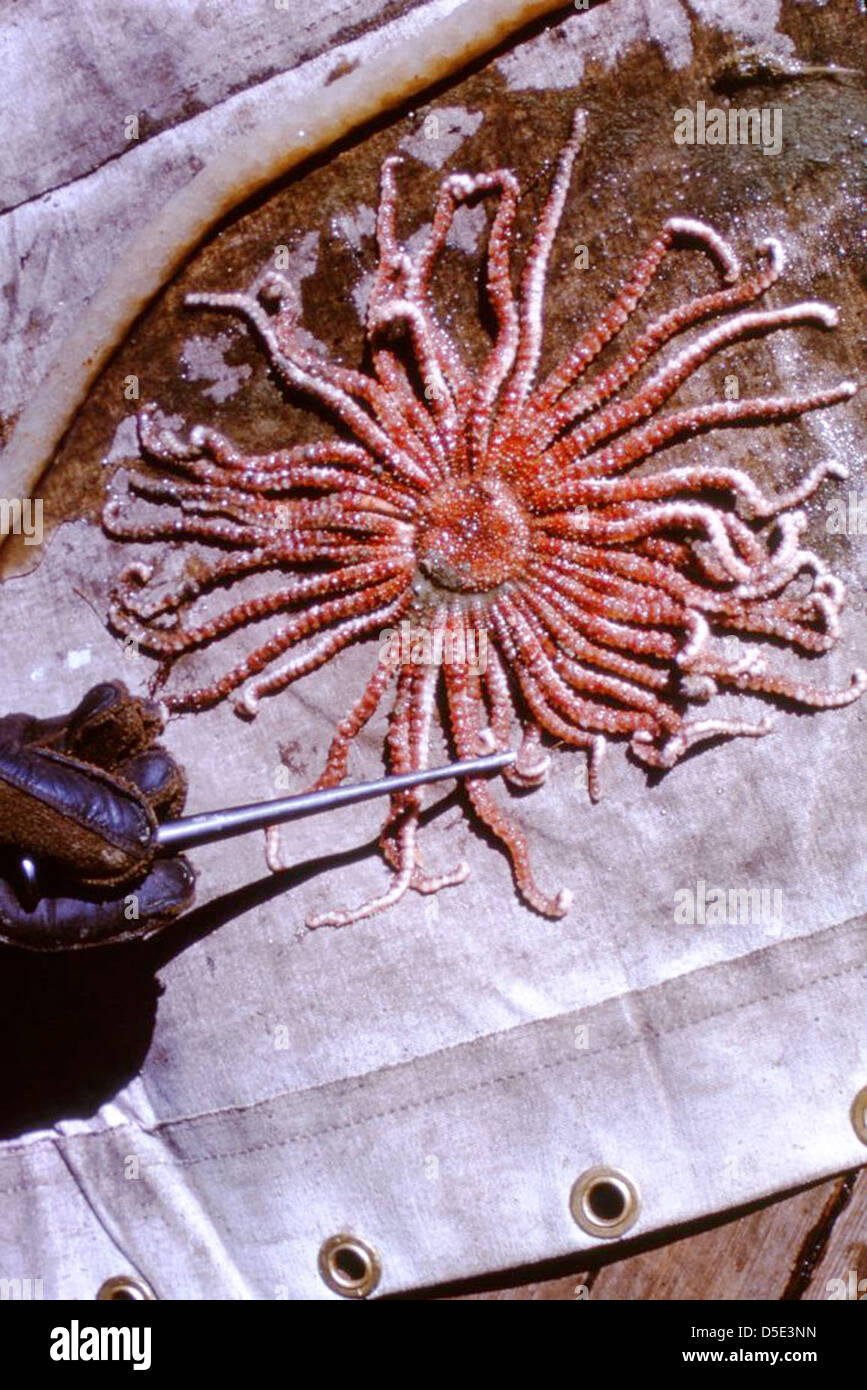 A starfish specimen collected from the waters near Palmer Peninsula ...
