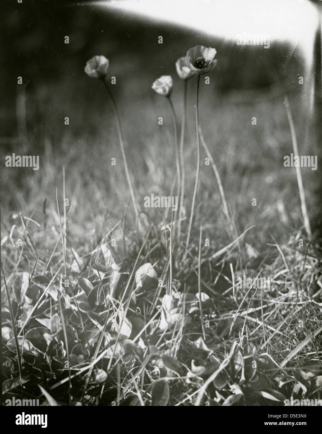 Iceland Poppy, East Greenland, 1939 Stock Photo - Alamy