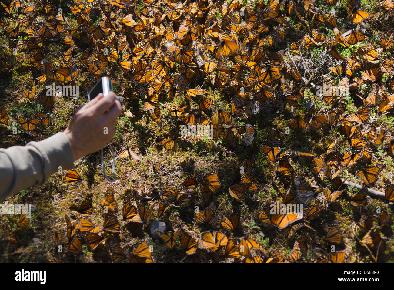 Tourist photographing Monarch butterflies, Michoacan, Mexico Stock ...