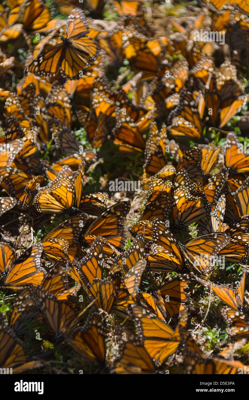 Monarch butterflies, Michoacan, Mexico Stock Photo - Alamy