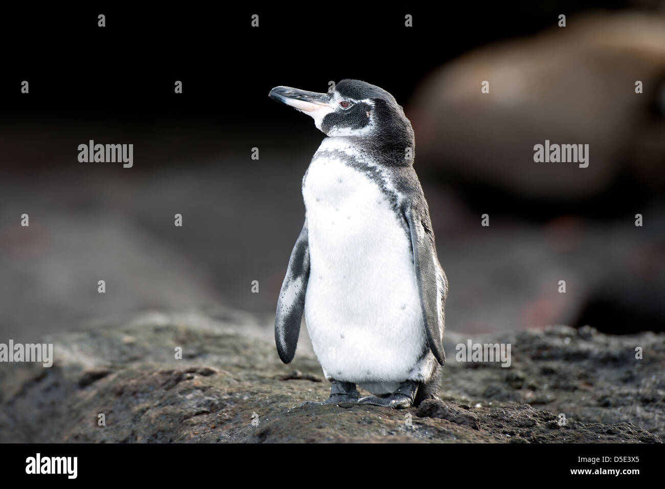 A Galapagos Penguin (Spheniscus mendiculus Stock Photo - Alamy