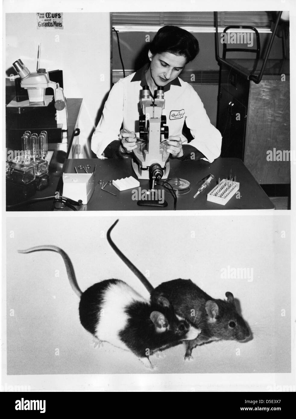 Beatrice Mintz, a biologist and professor, is recognized for her ...