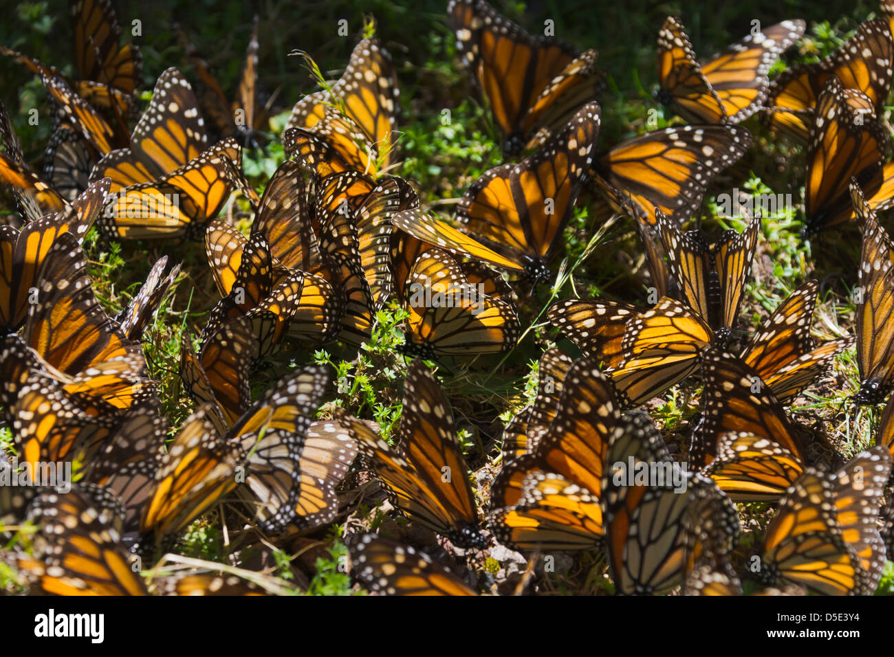 Monarch butterflies, Michoacan, Mexico Stock Photo - Alamy