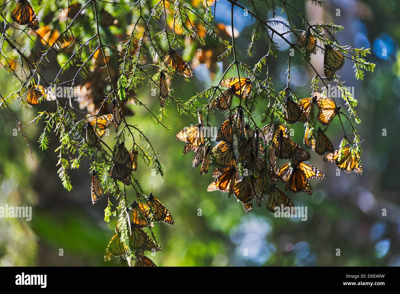 Large group of monarch butterflies hi-res stock photography and images ...