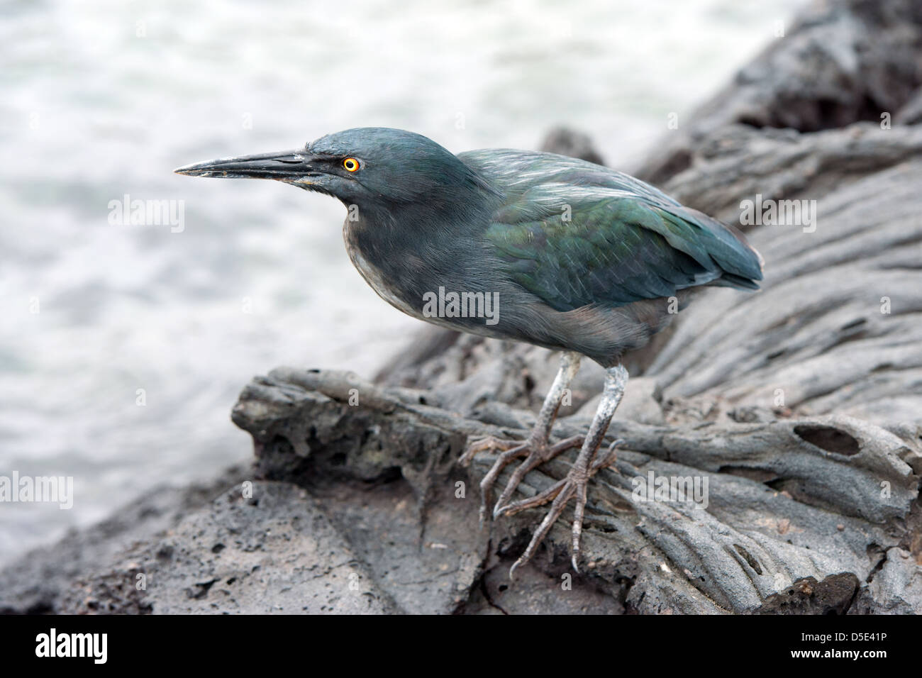 A Striated Heron (Butorides striata Stock Photo - Alamy