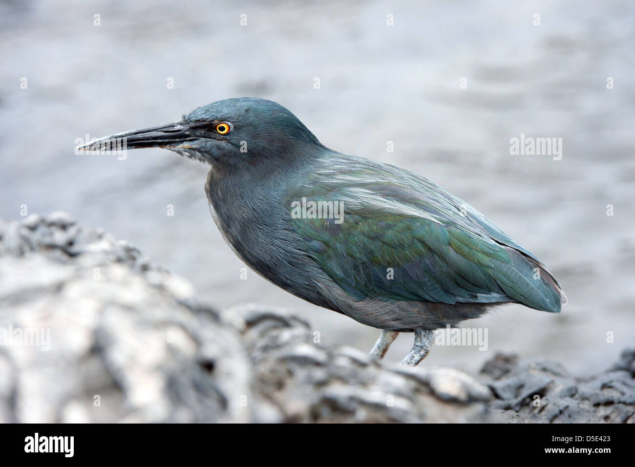 A Striated Heron (Butorides striata Stock Photo - Alamy