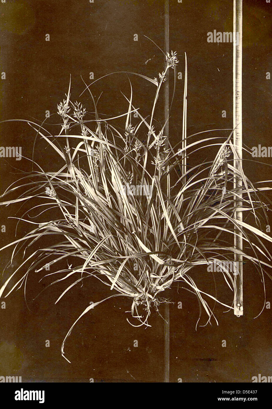 This image showcases an unidentified botanical specimen, labeled number ...