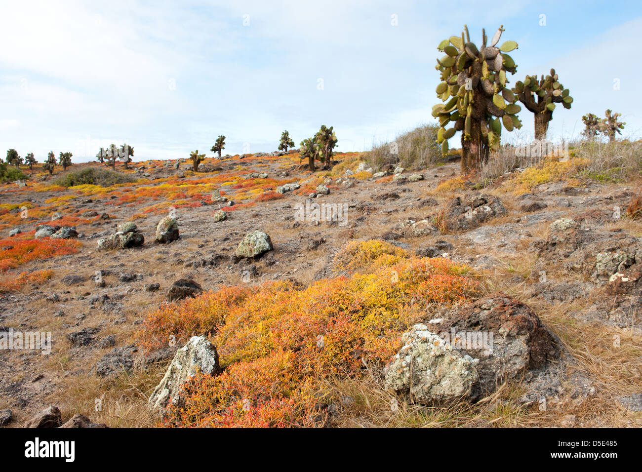 Prickly pear cactus trees (Opuntia echios) & Galapagos Carpet Weed ...