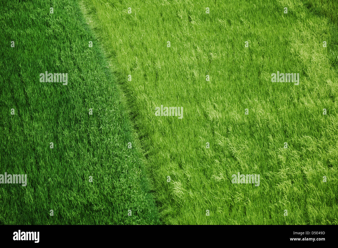 The rice fields. Green grass background Stock Photo - Alamy