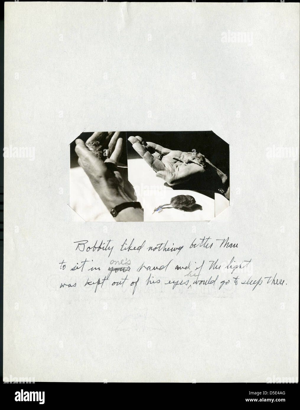 A collection of photographs depicting 'Bobbity', a Perognathus ...