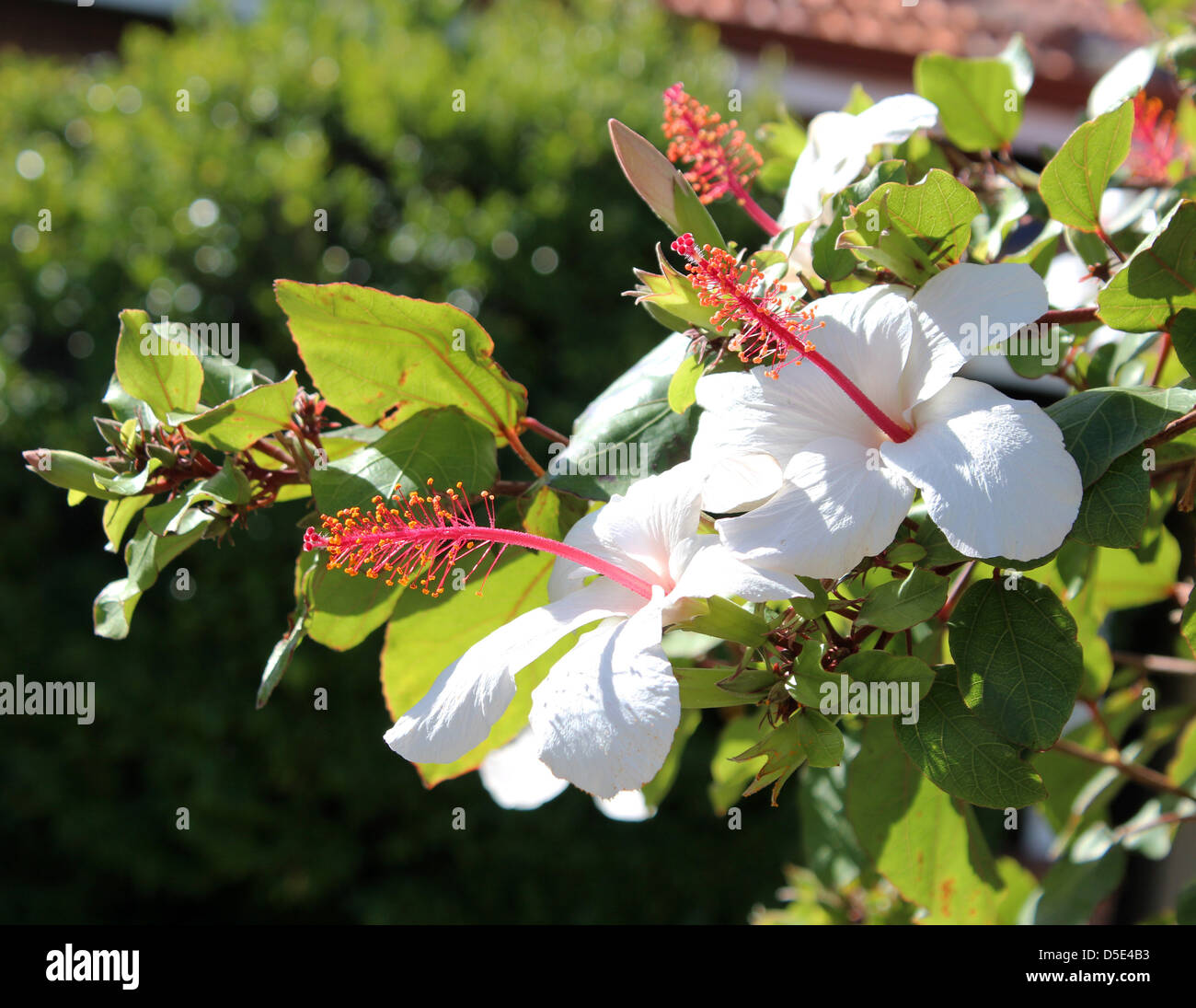 Lovely blooms of Wilder's white single hibiscus with prominent pink ...