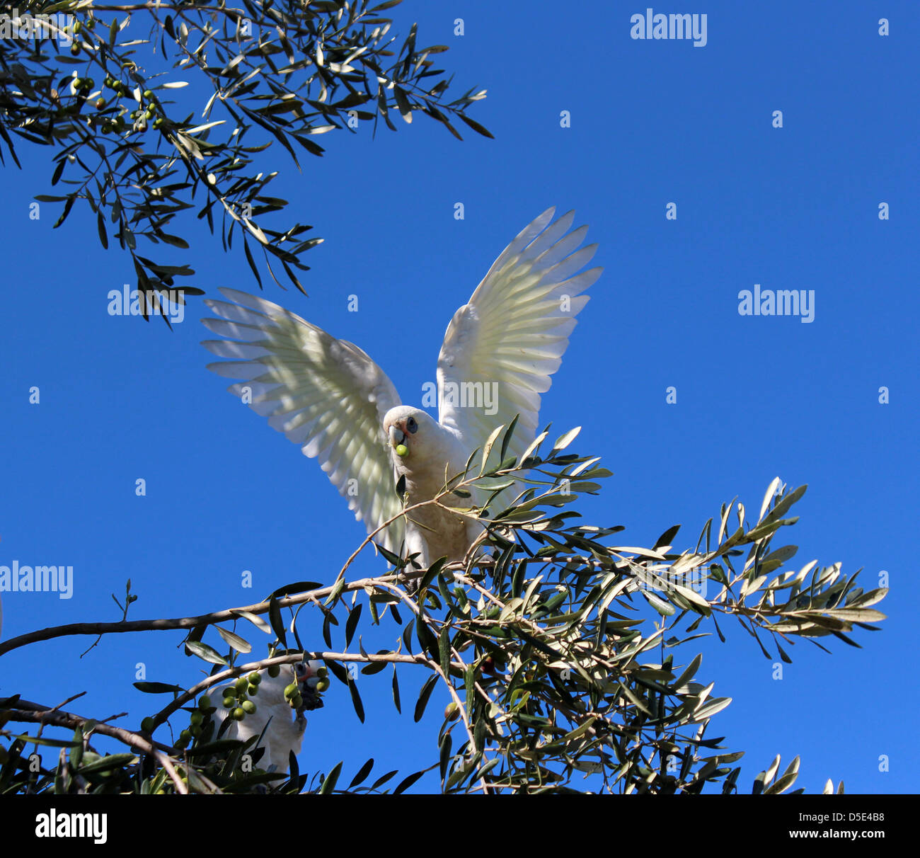 A cheeky white Australian corella cacatua licmetus is flying on to a ...