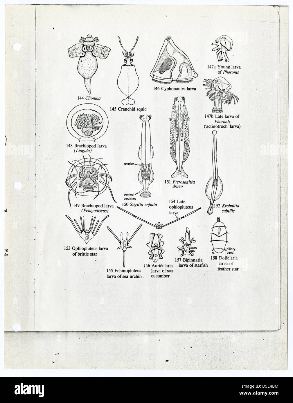 This chart from the 1960s Vema Cruise 27 illustrates plankton species ...