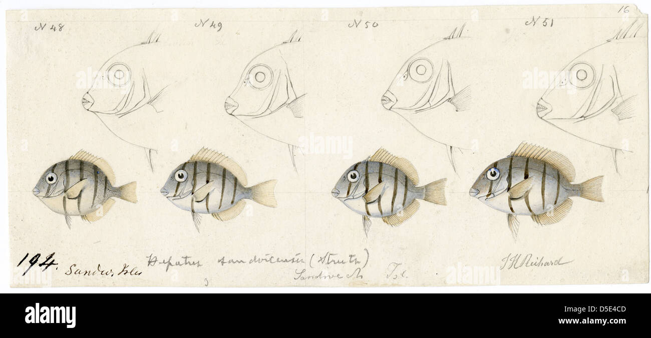 A drawing depicting fish species observed in the Hawaiian Islands ...