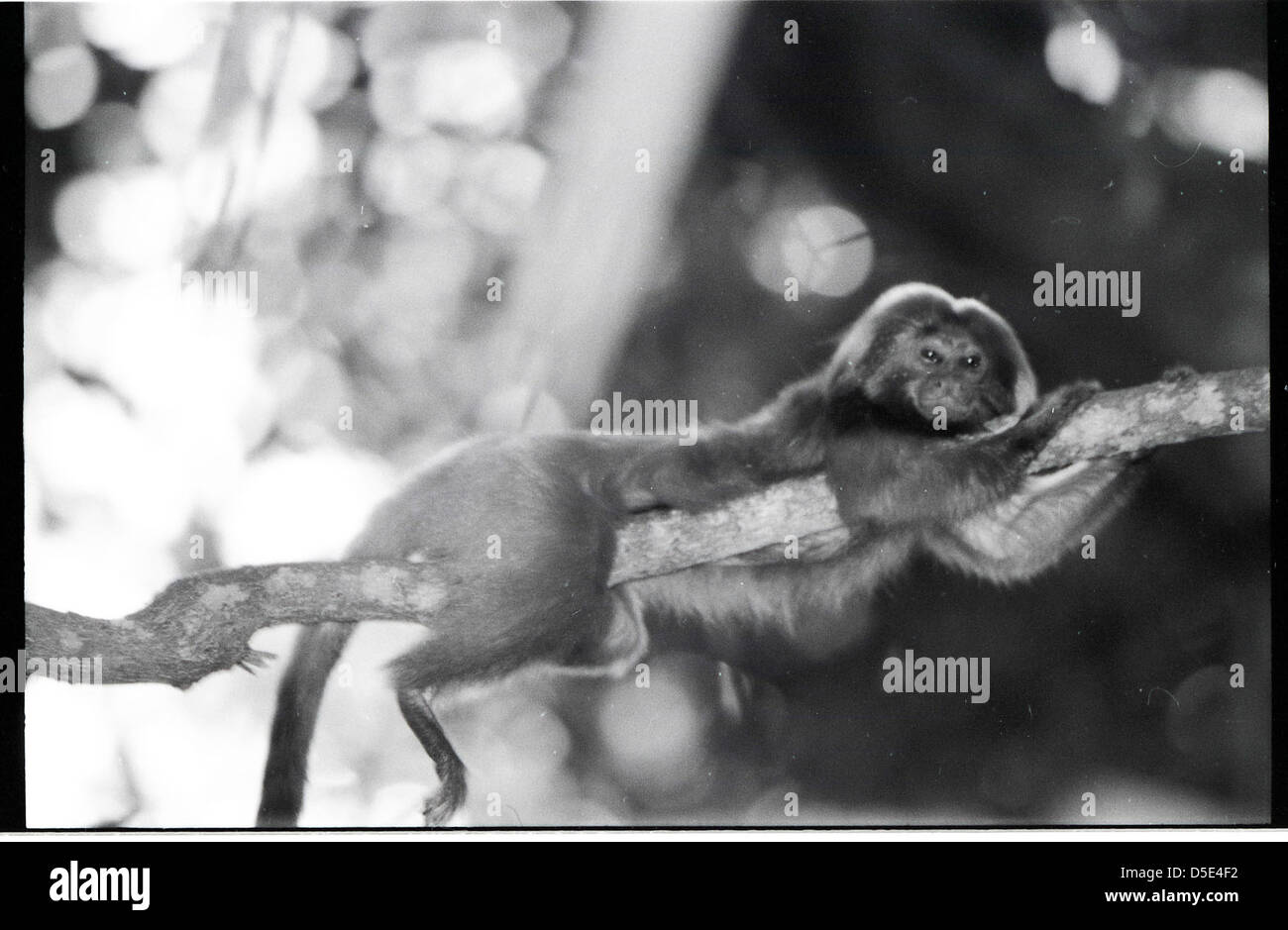 The golden lion tamarin, a critically endangered species, is featured ...