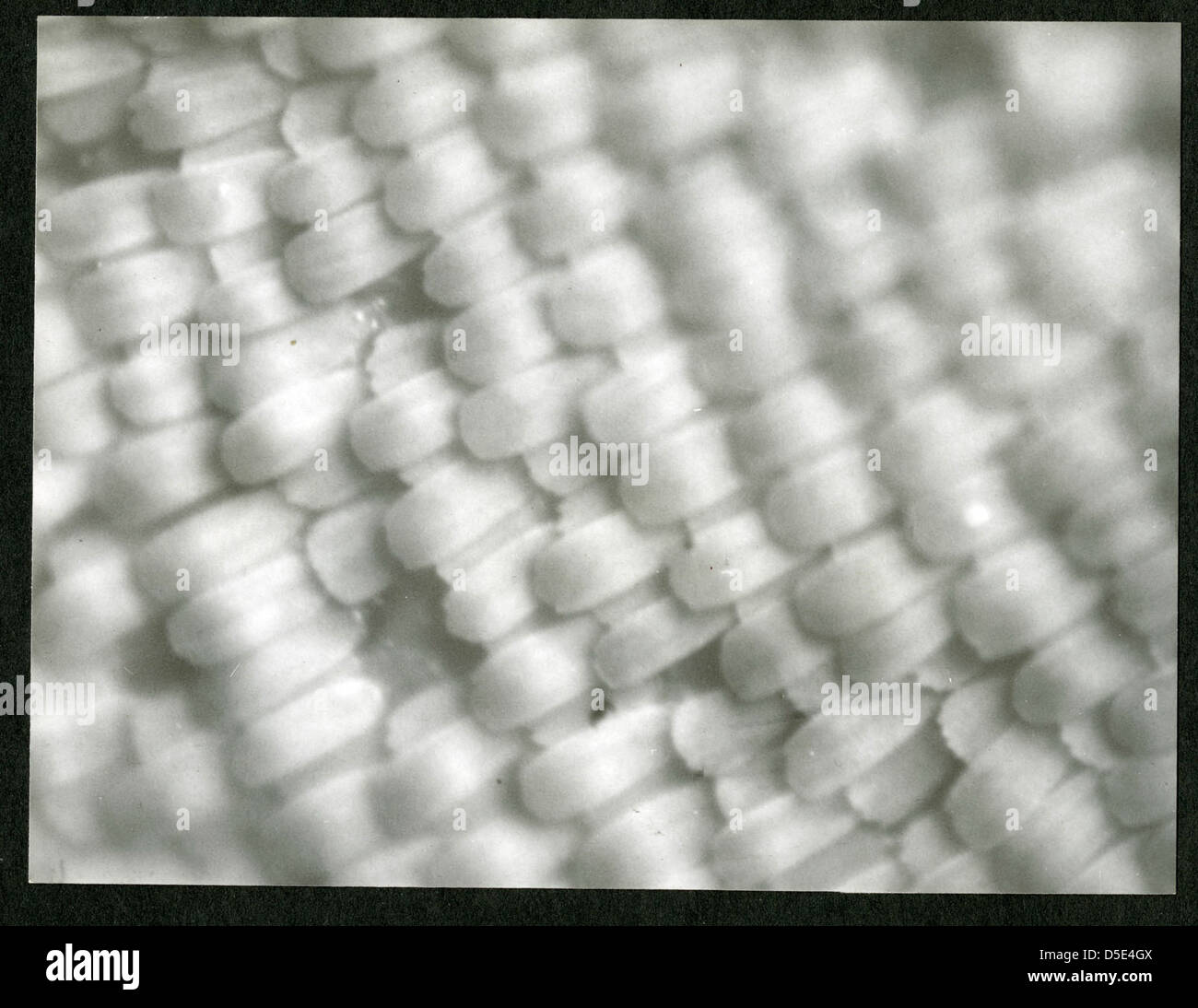Magnified butterfly wing hi-res stock photography and images - Alamy