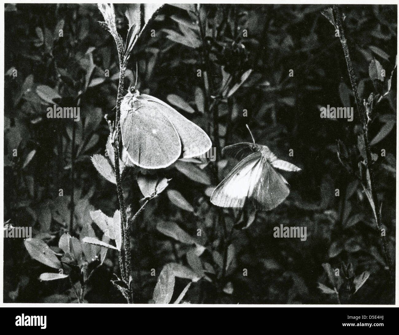 A black-and-white photograph of a Colias butterfly resting on a plant ...