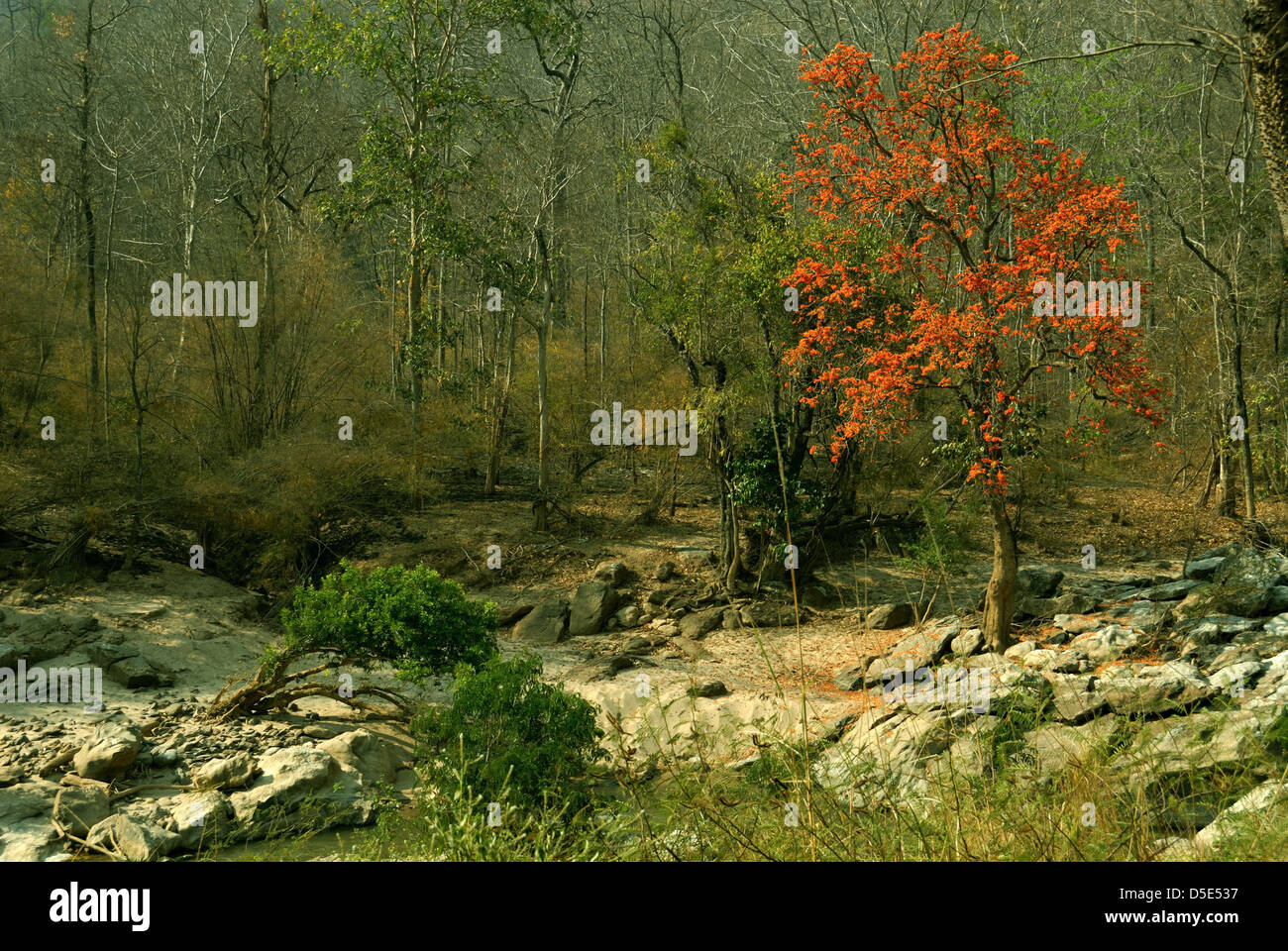 Colourfull tree hi-res stock photography and images - Alamy