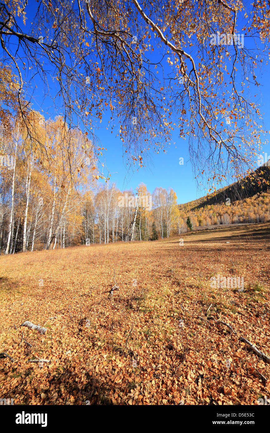 Chinese birch trees hi-res stock photography and images - Alamy
